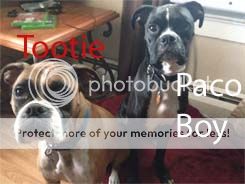 Strange Bump on Skin | Boxer Breed Dog Forums